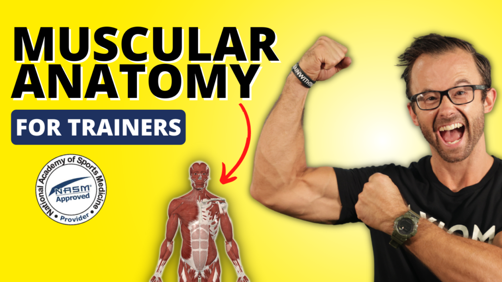 Muscular Anatomy For NASM Trainers: Everything You Need To Know ...